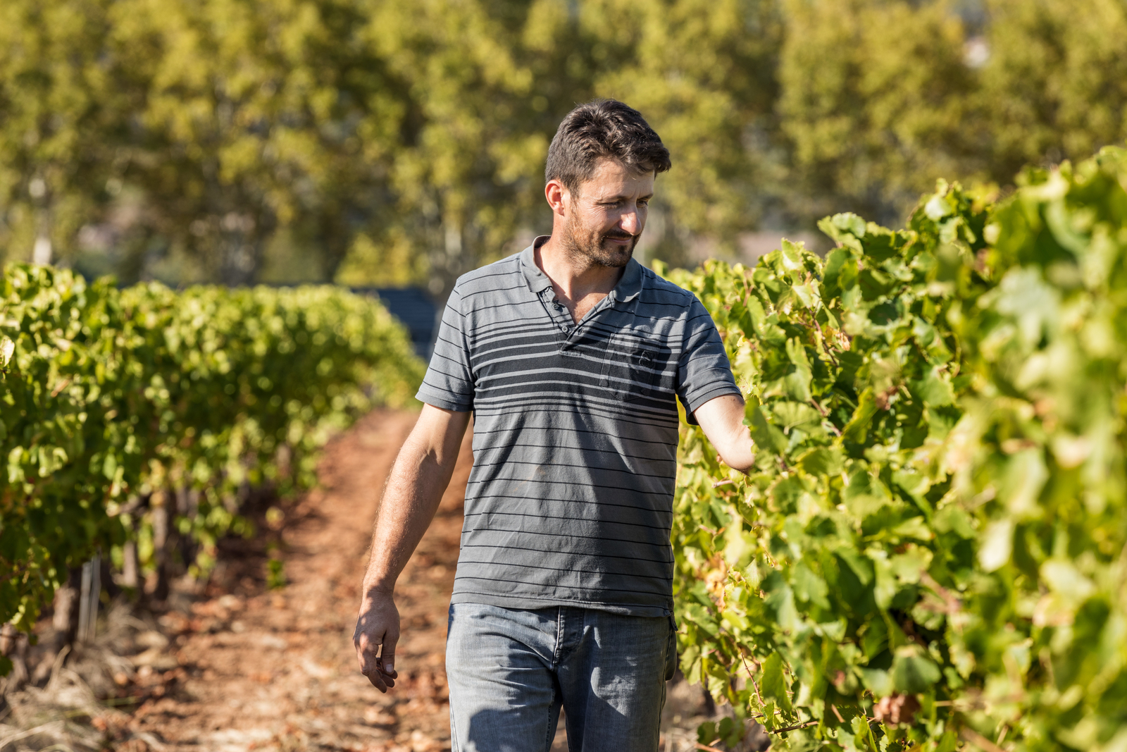 Mitigate against frost damage in vineyards | Netafim
