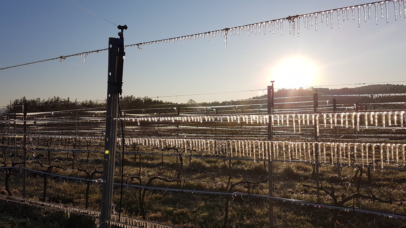 Mitigate against frost damage in vineyards | Netafim