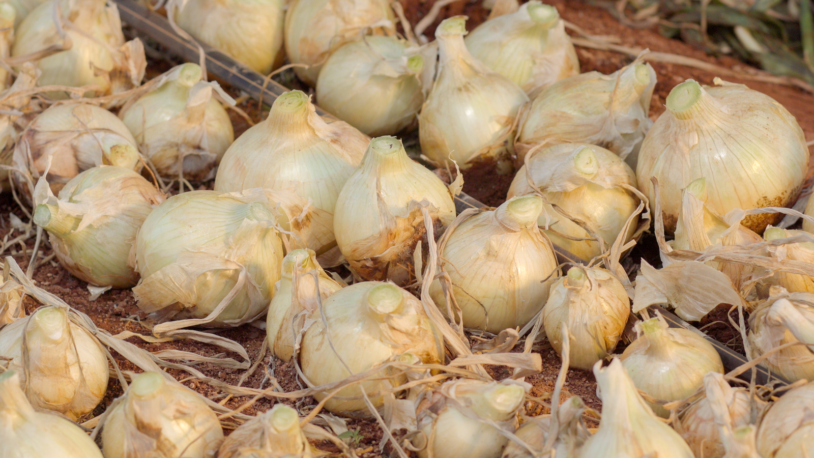 Contact us | Netafim