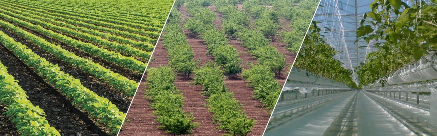 Israeli Irrigation System Netafim Drip Irrigation Pioneer Netafim