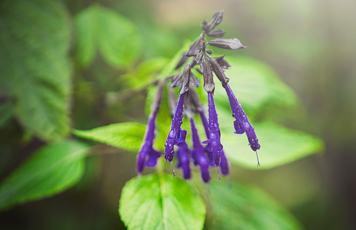 Netafim UK irrigation