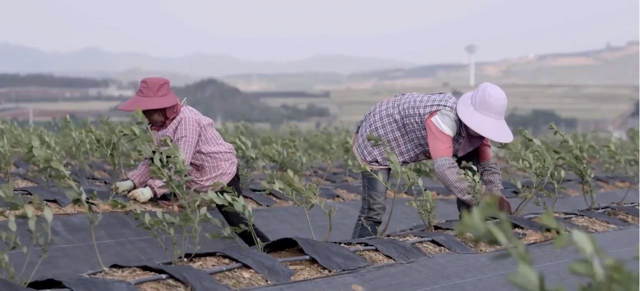 Large Scale Irrigation Projects | Netafim