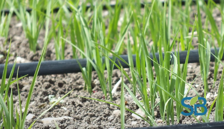 Netafim is featured in Sustainable Brands: Helping Build Resilience in Rice Production