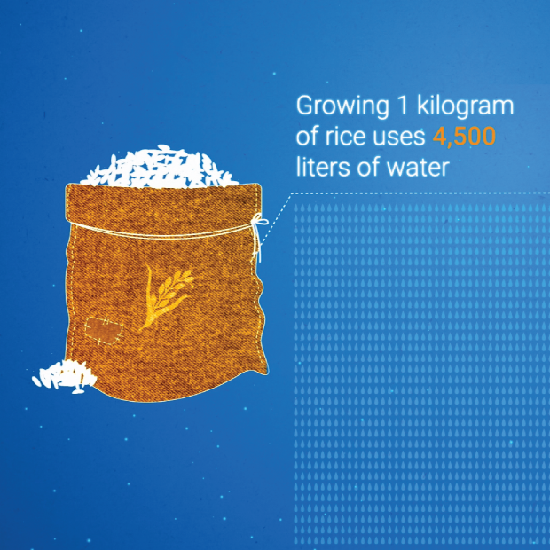 Water-use Efficiency With Precision Irrigation | Netafim